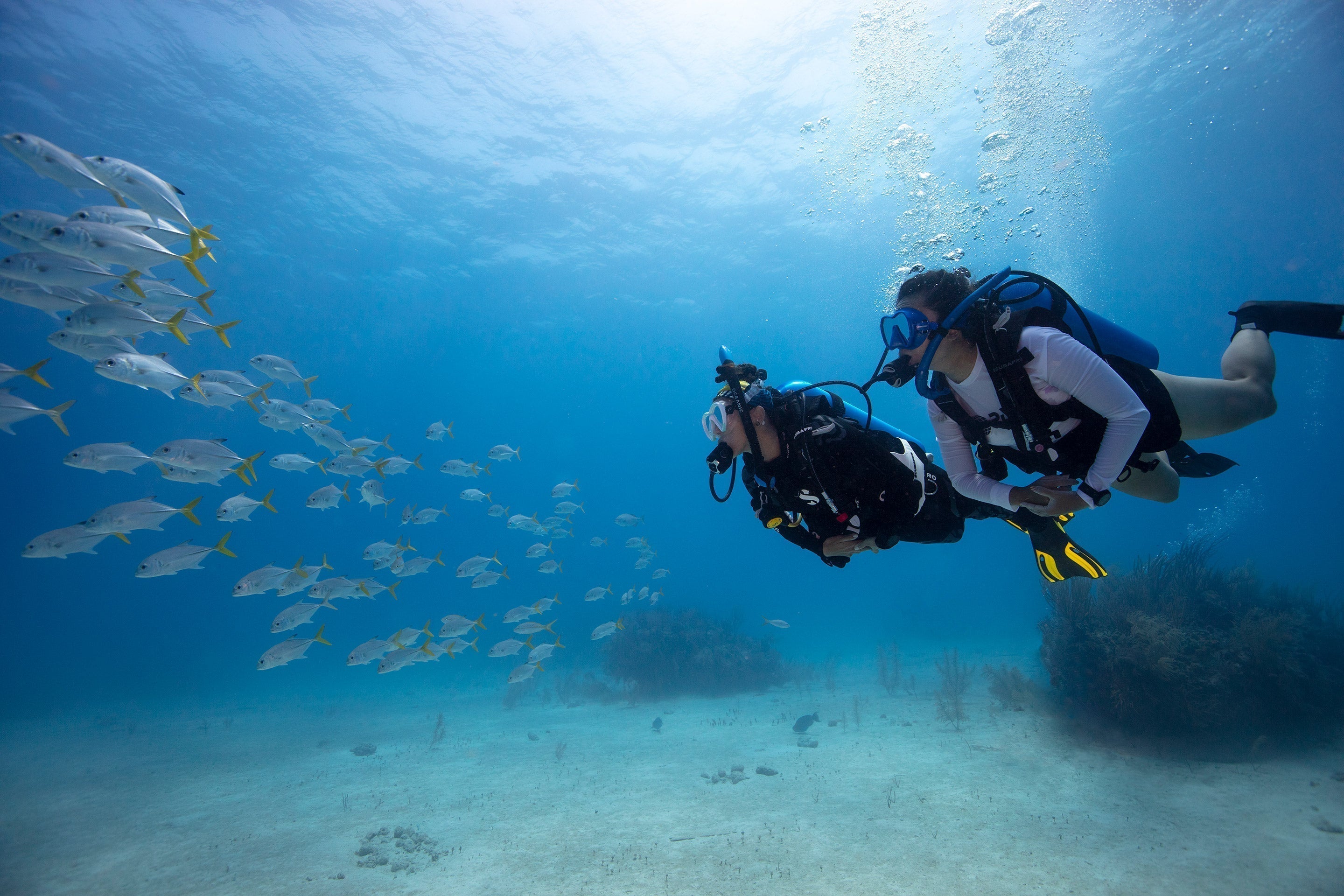 Master the 5 Levels of Scuba Diving – Khorfakkan Discovery